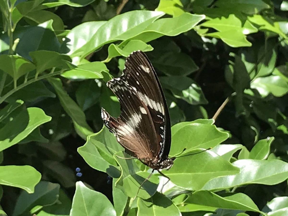 Butterfly - Donna Sheehan