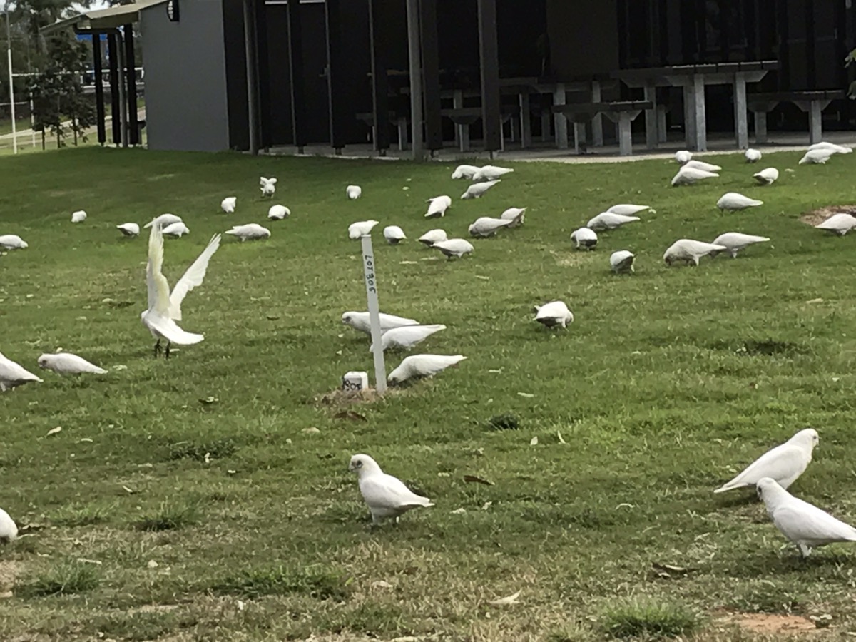 Beautiful Australian Birds - Donna Sheehan
